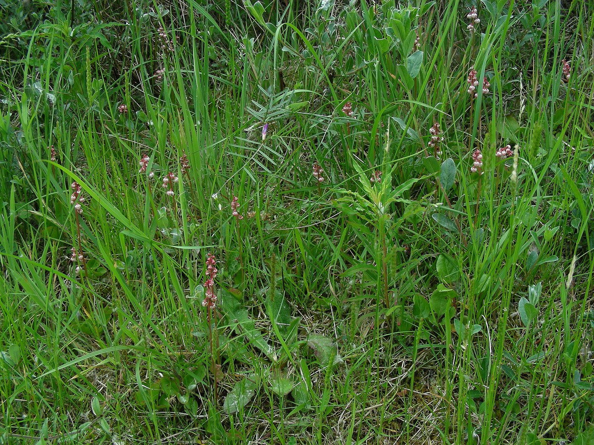 Pyrola minor, Common Wintergreen