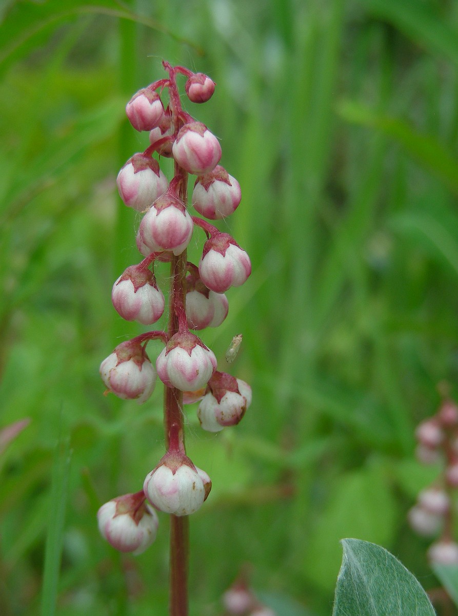 Pyrola minor, Common Wintergreen
