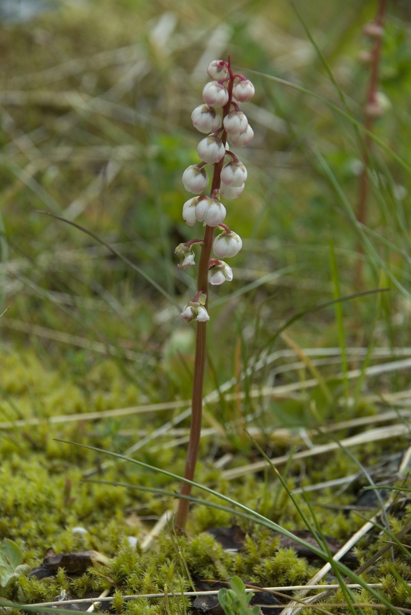 Pyrola minor, Common Wintergreen