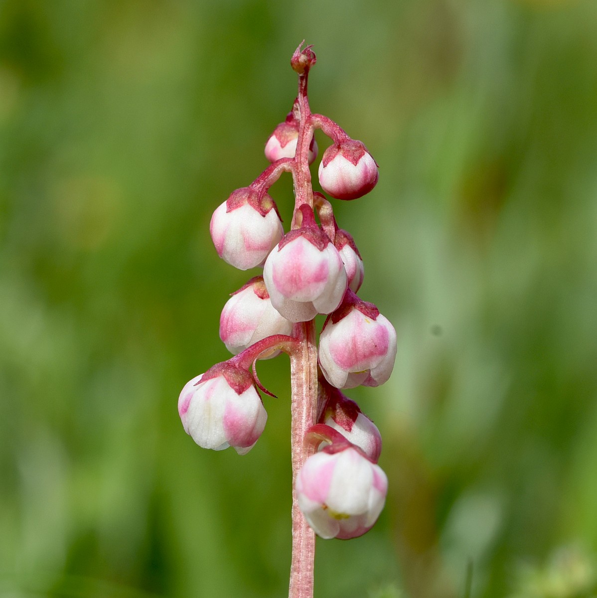 Pyrola minor, Common Wintergreen
