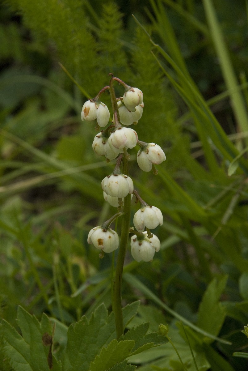 Pyrola minor, Common Wintergreen