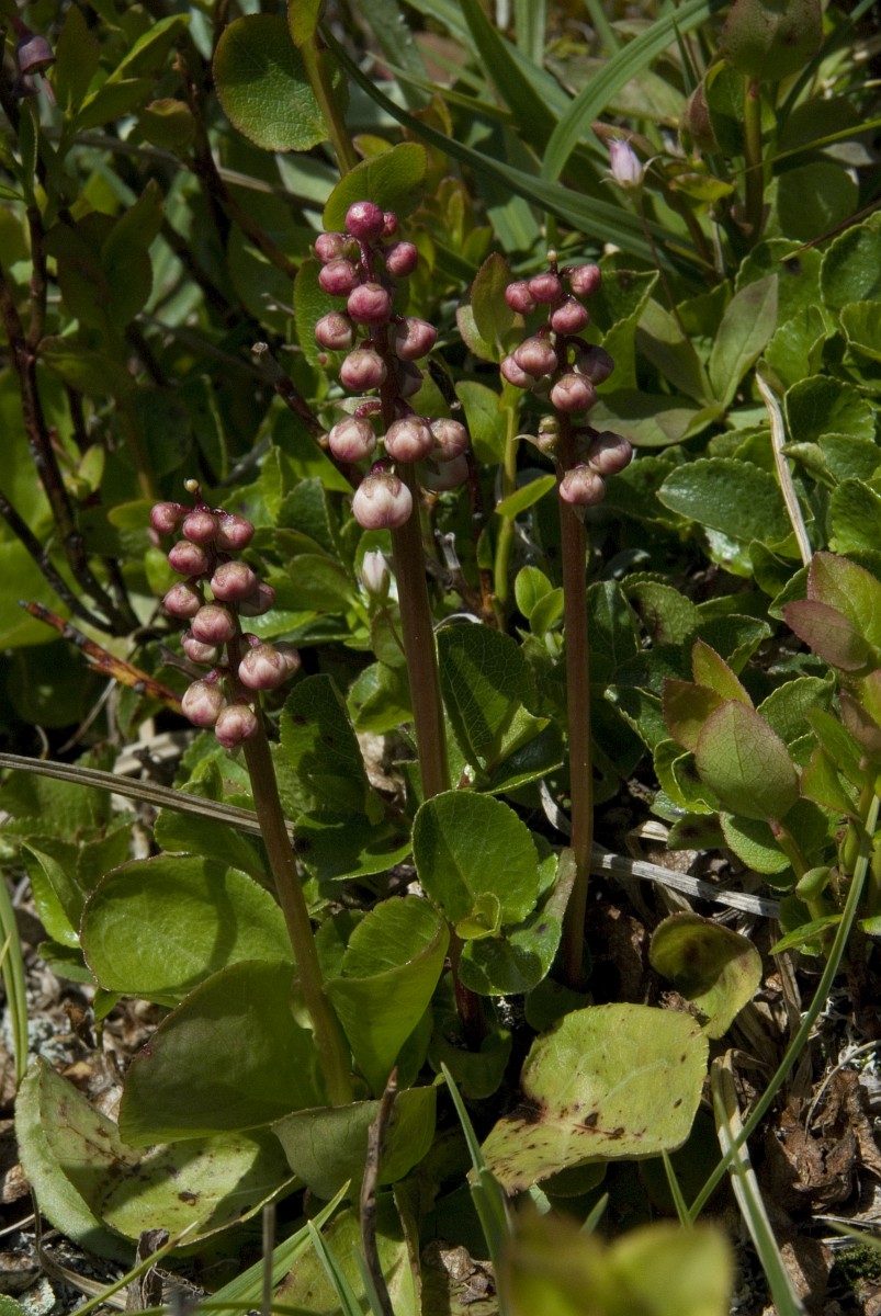 Pyrola minor, Common Wintergreen