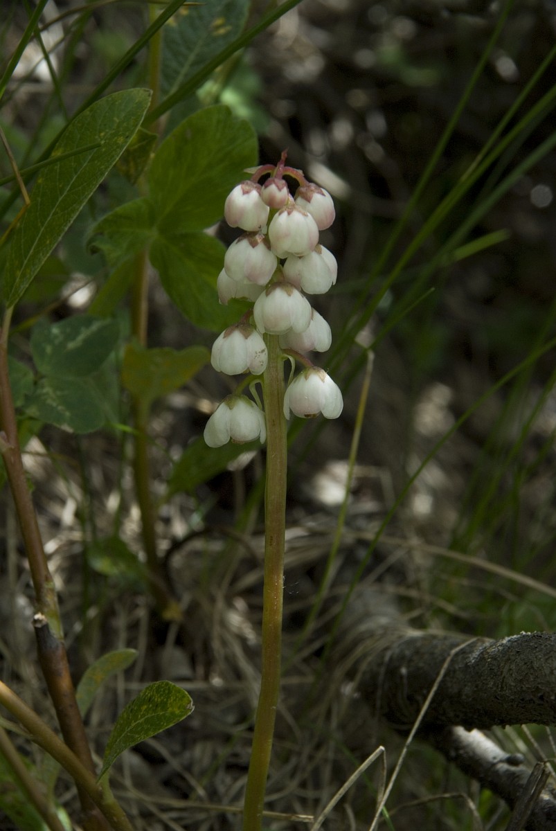 Pyrola minor, Common Wintergreen