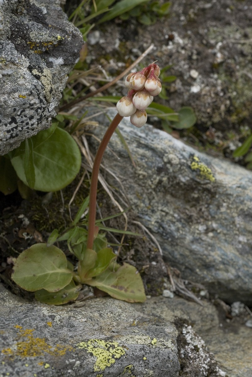 Pyrola minor, Common Wintergreen