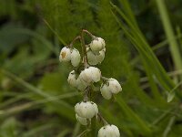 Pyrola minor, Common Wintergreen