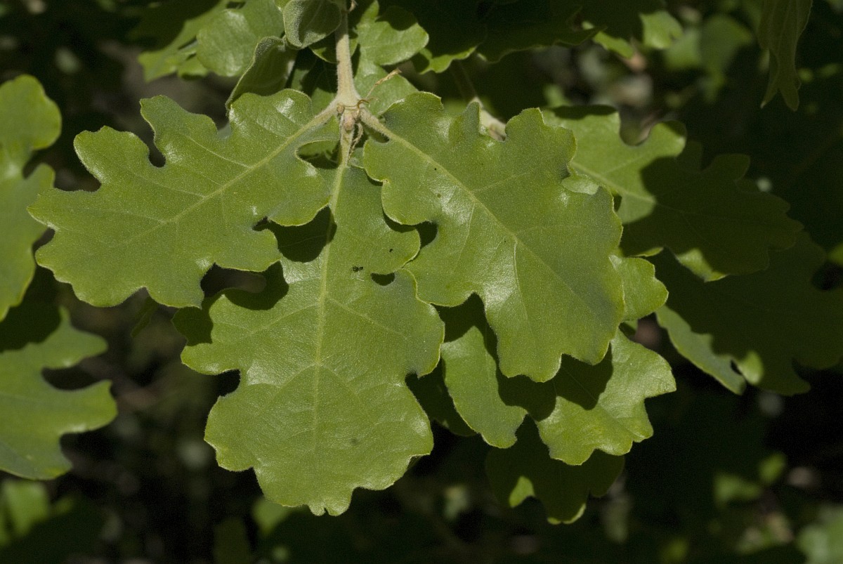 Quercus pubescens, White Oak