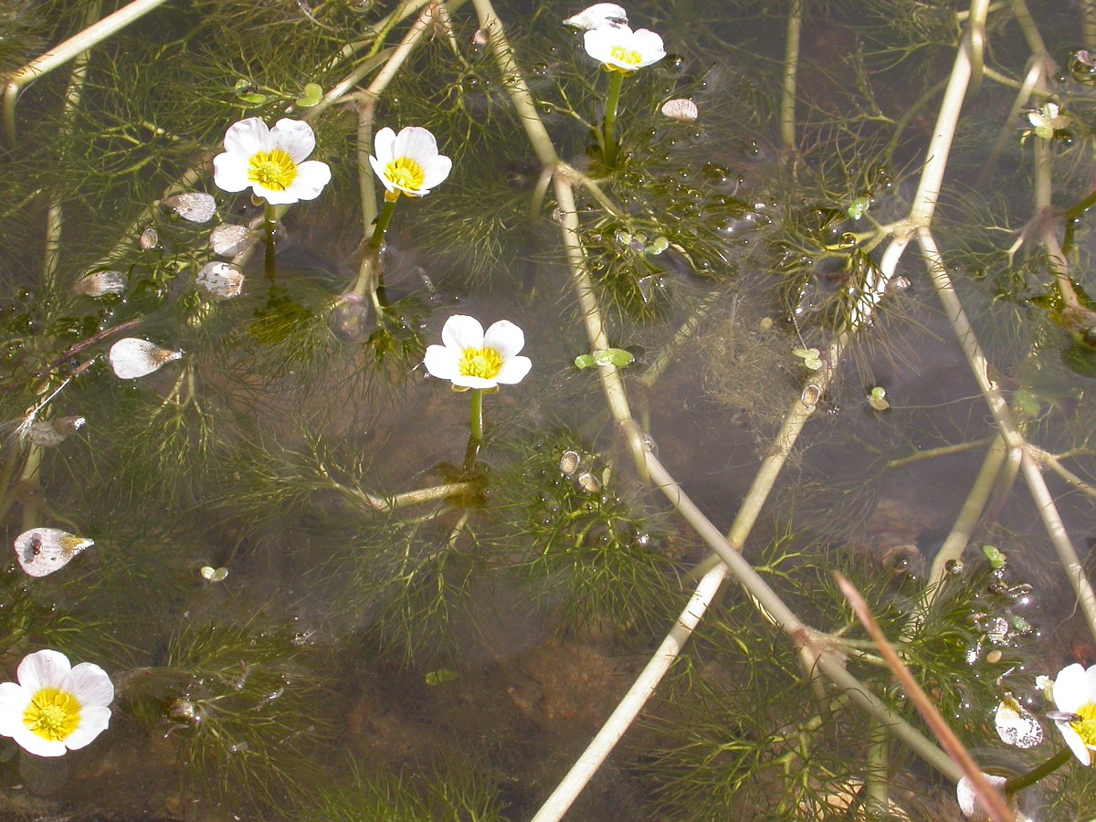 Ranunculus aquatilis, Common Water Crowfoot