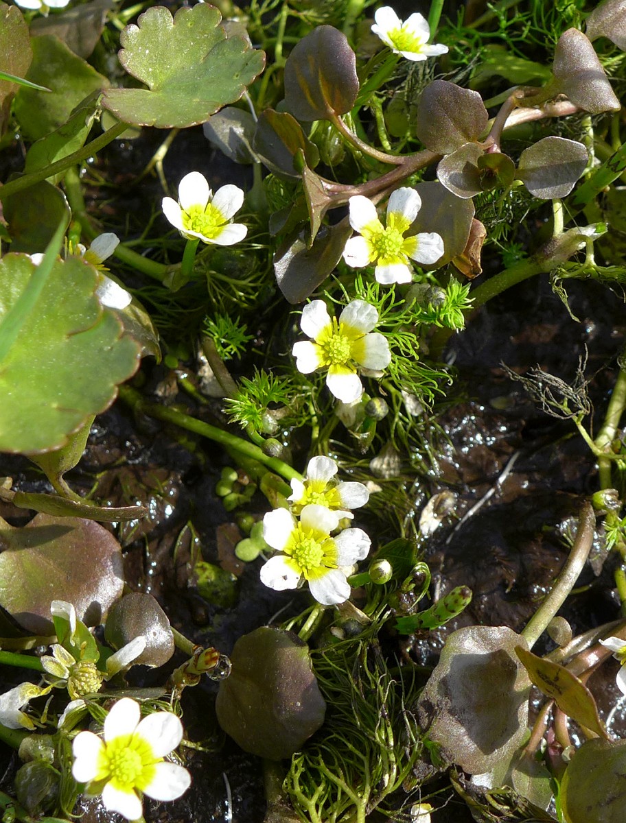 Ranunculus aquatilis, Common Water Crowfoot