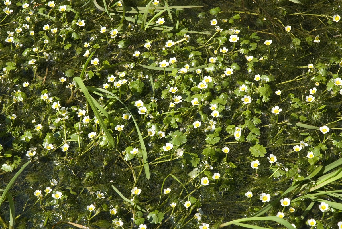Ranunculus aquatilis, Common Water Crowfoot