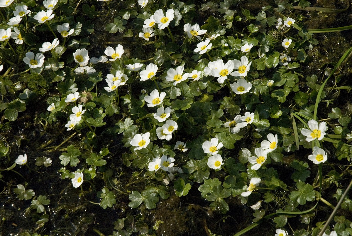 Ranunculus aquatilis, Common Water Crowfoot