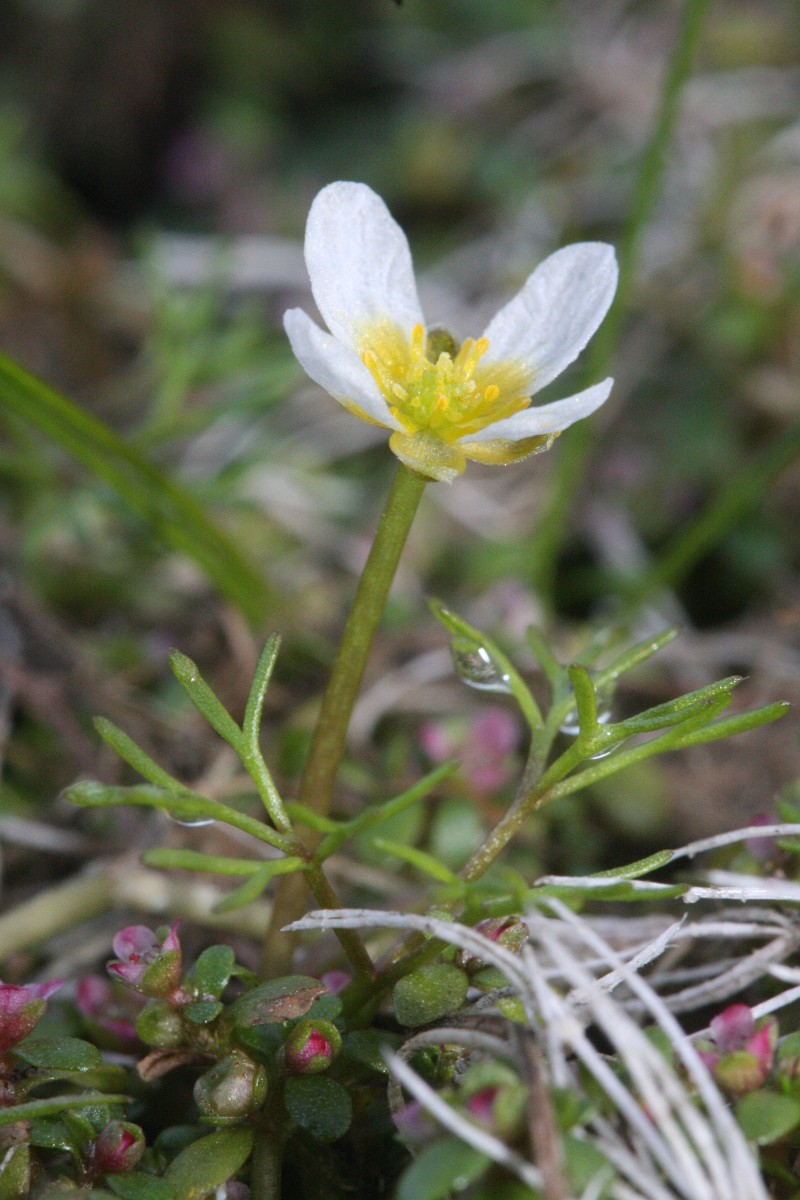 Ranunculus aquatilis, Common Water Crowfoot