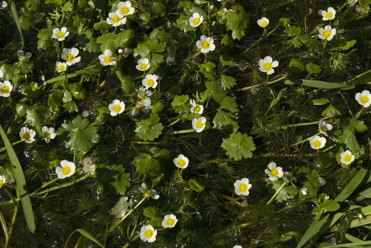 Ranunculus aquatilis, Common Water Crowfoot