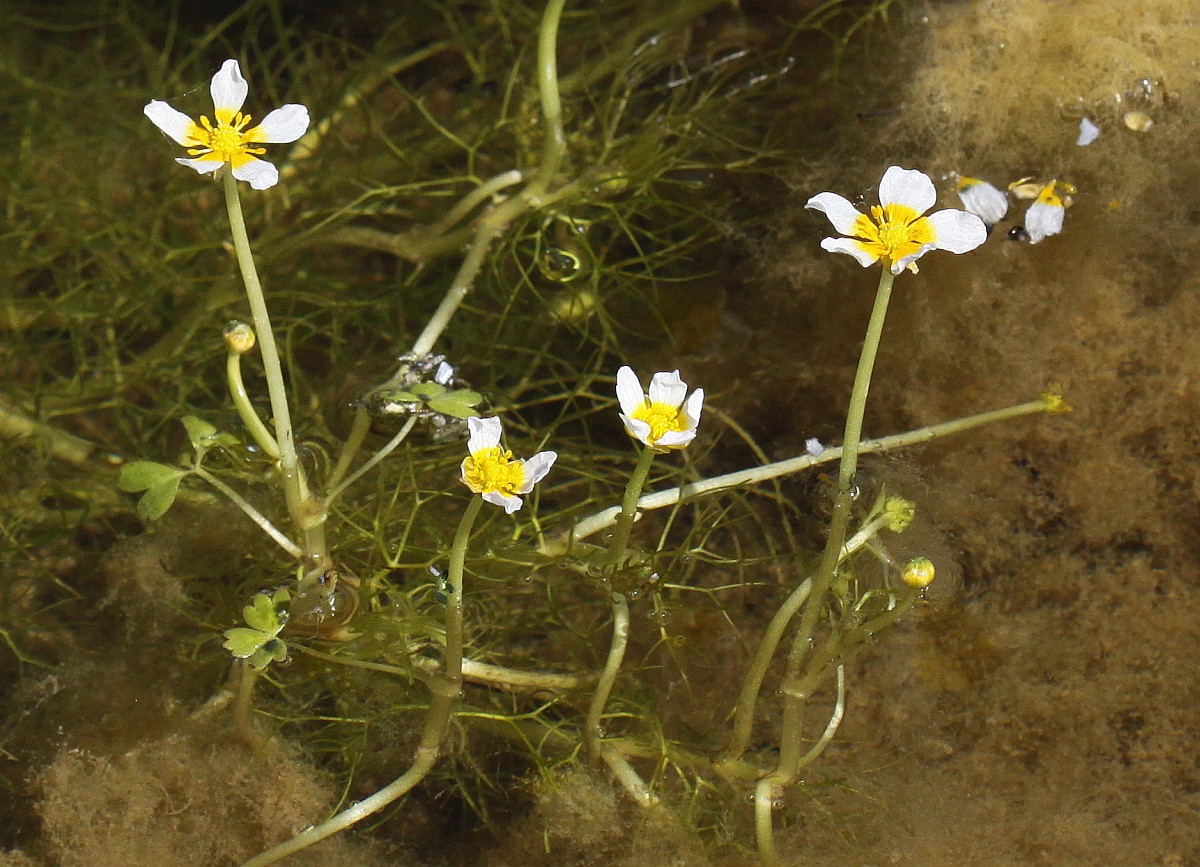Ranunculus aquatilis, Common Water Crowfoot