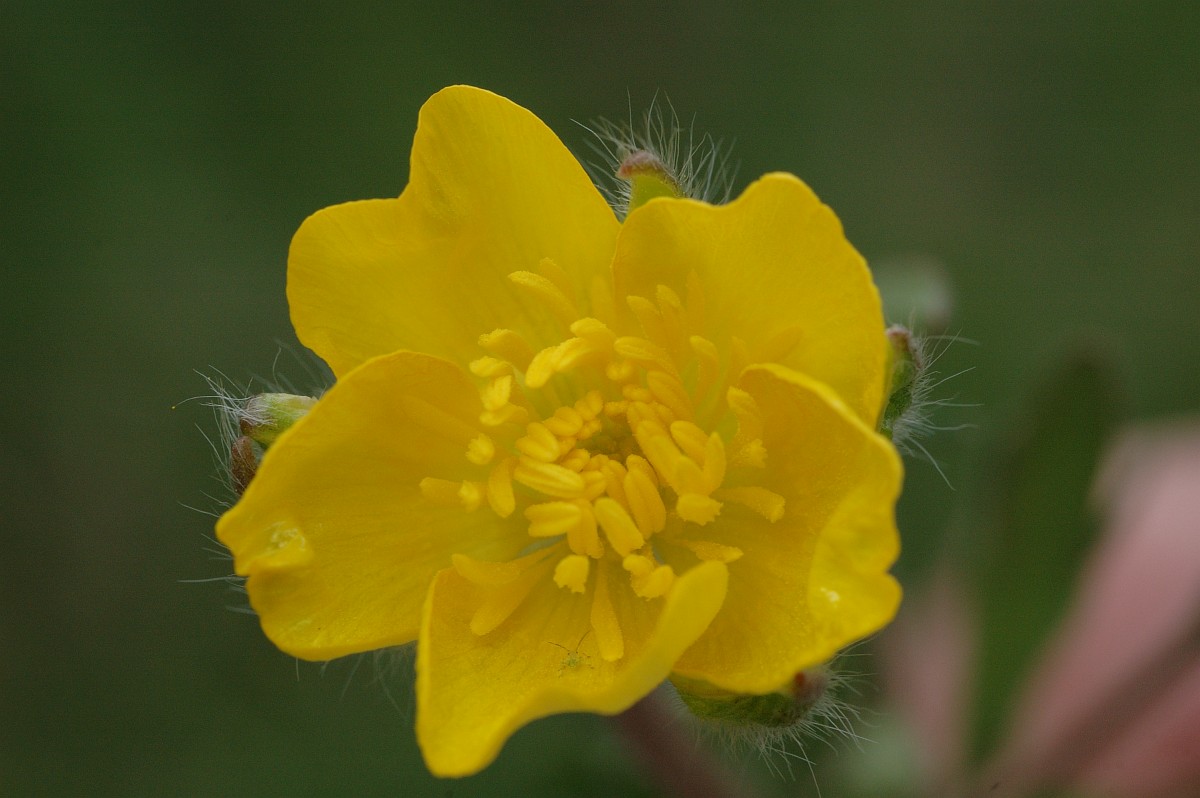 Ranunculus bulbosus, Bulbous Buttercup