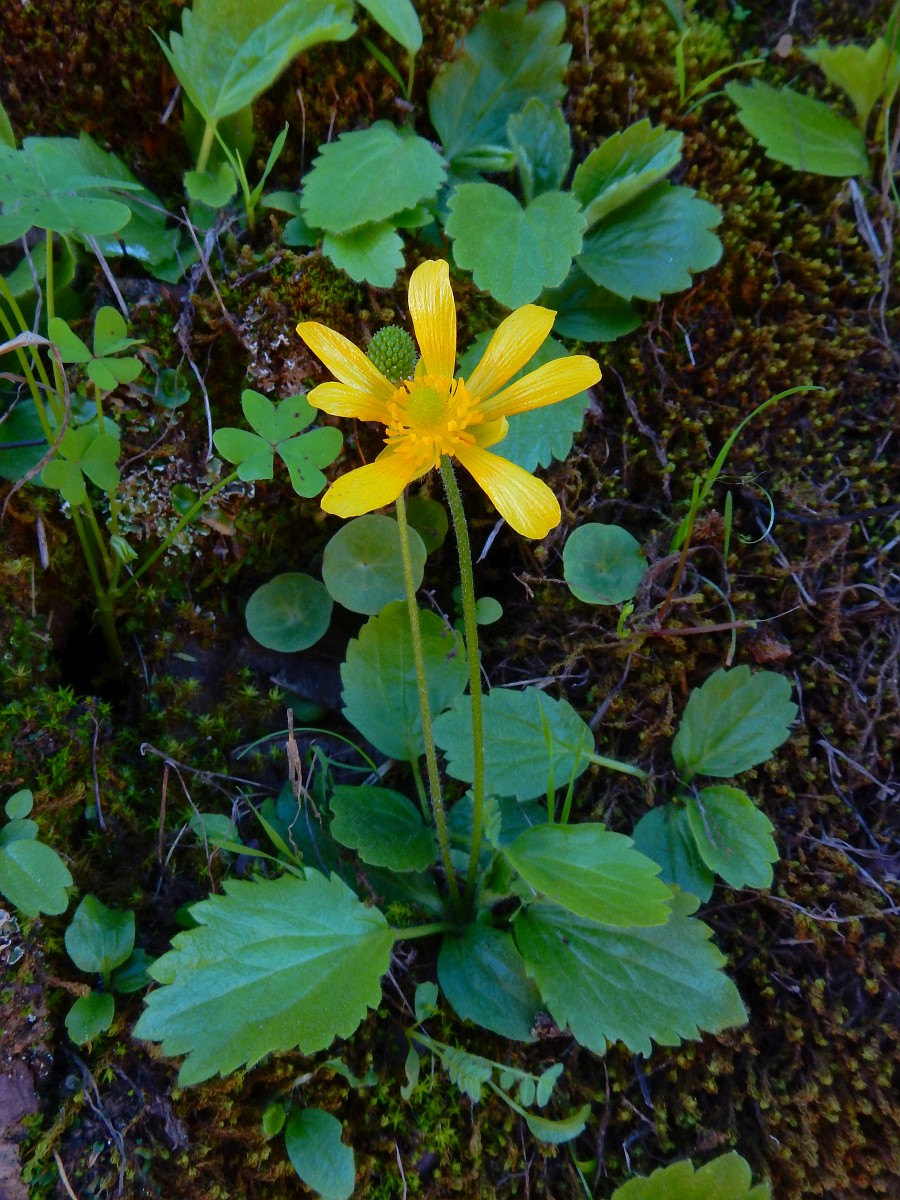 Ranunculus bullatus