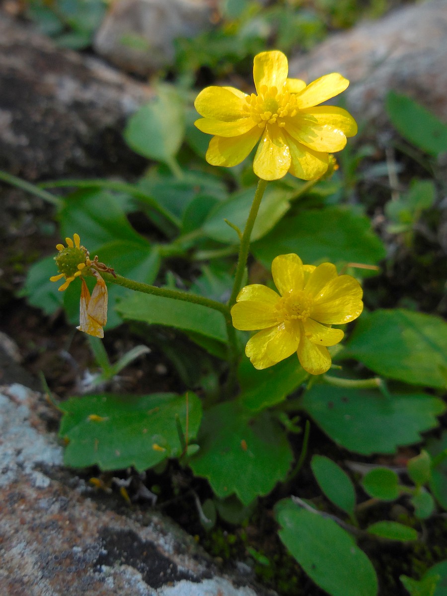 Ranunculus bullatus