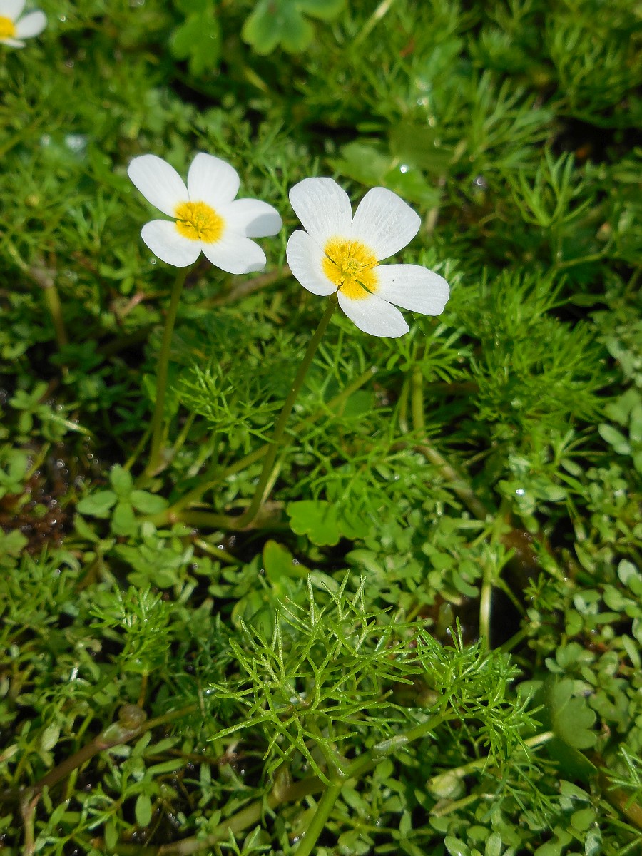 Ranunculus peltatus, Pond Water-crowfoot