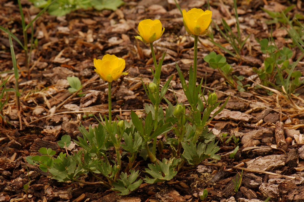Ranunculus repens, Creeping Buttercup