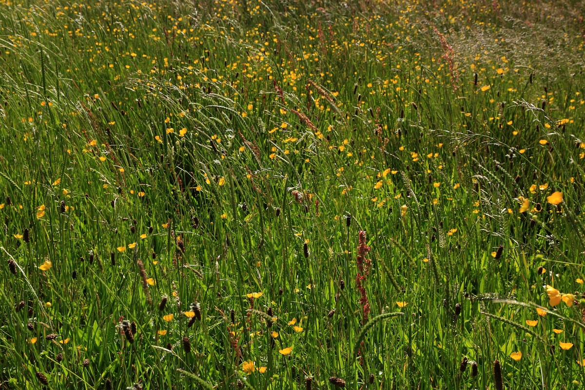 Ranunculus repens, Creeping Buttercup