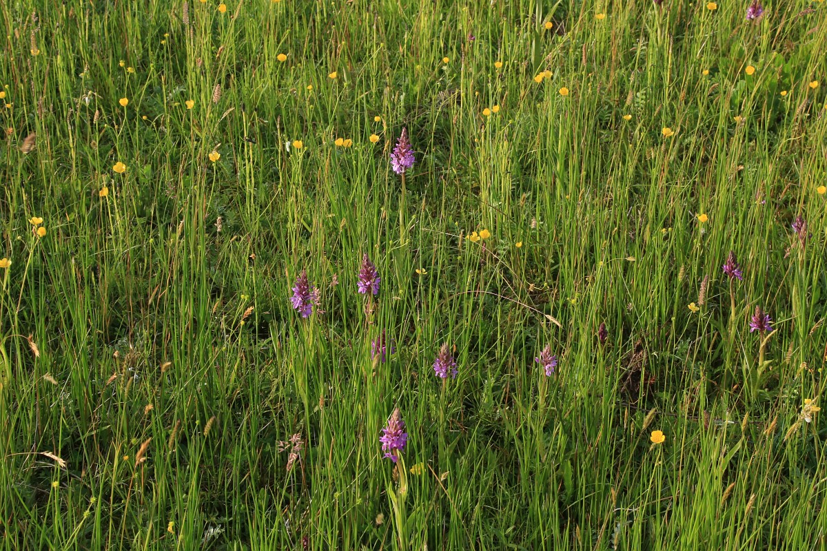 Ranunculus repens, Creeping Buttercup