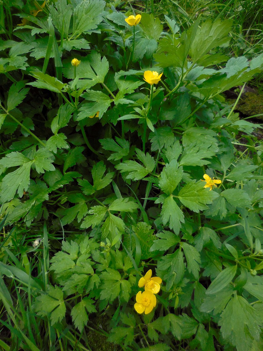 Ranunculus repens, Creeping Buttercup