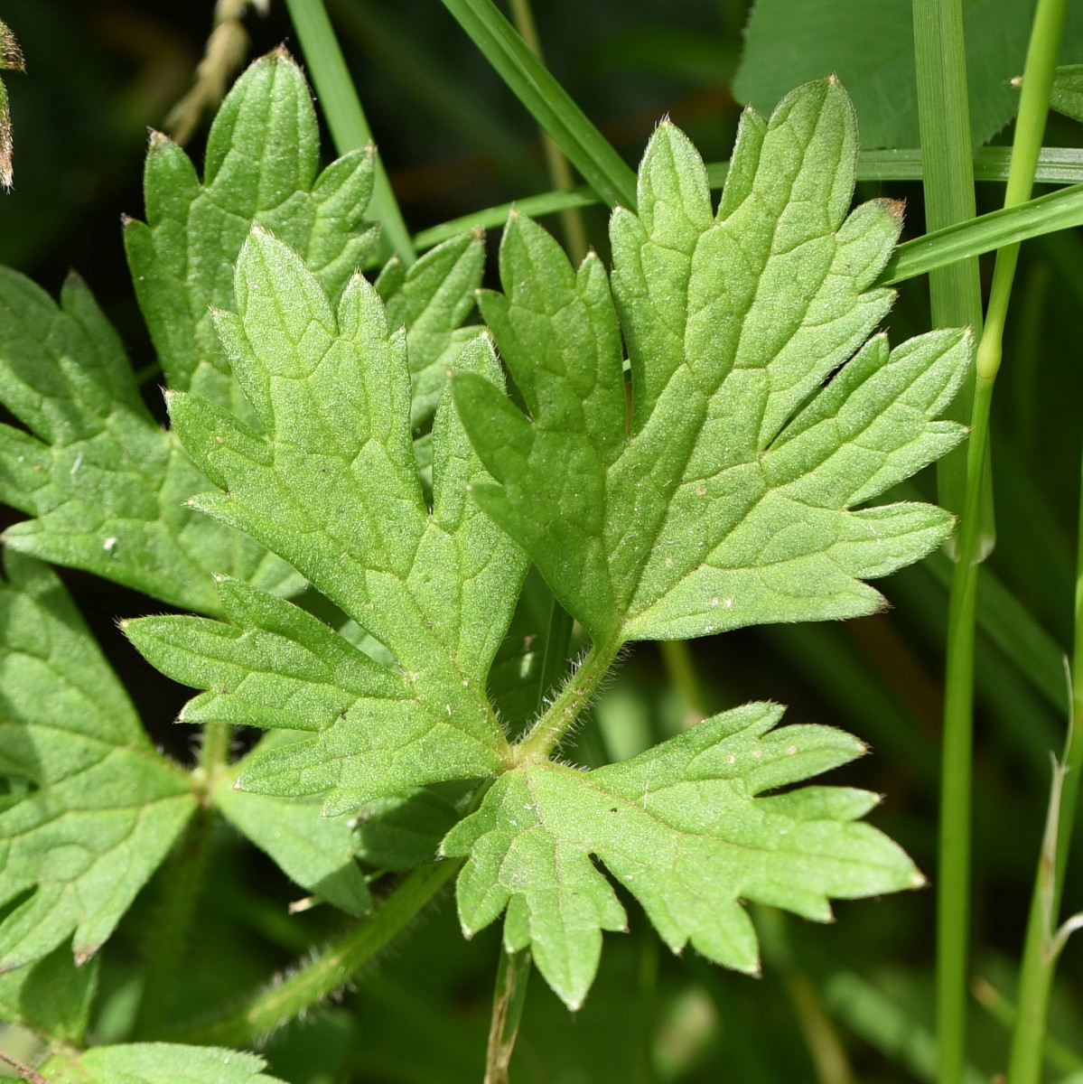 Ranunculus repens, Creeping Buttercup