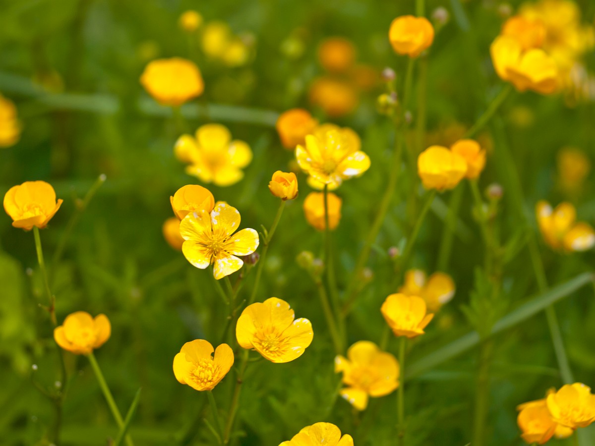 Ranunculus repens, Creeping Buttercup