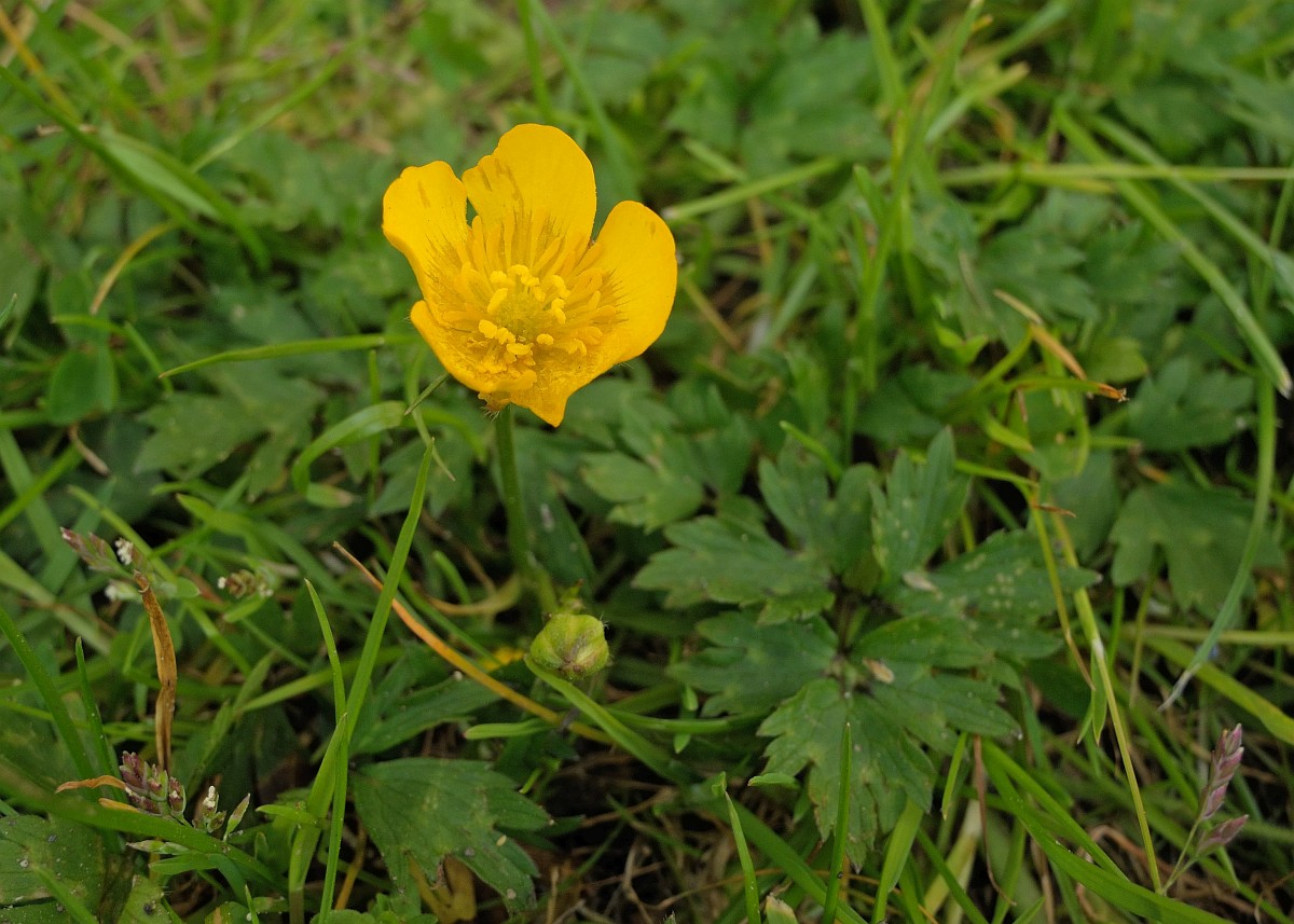 Ranunculus repens, Creeping Buttercup