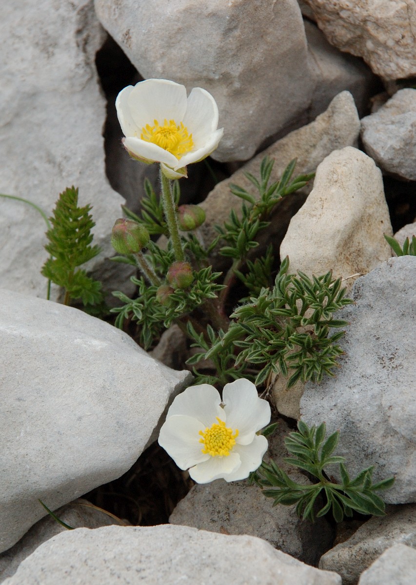 Ranunculus seguieri