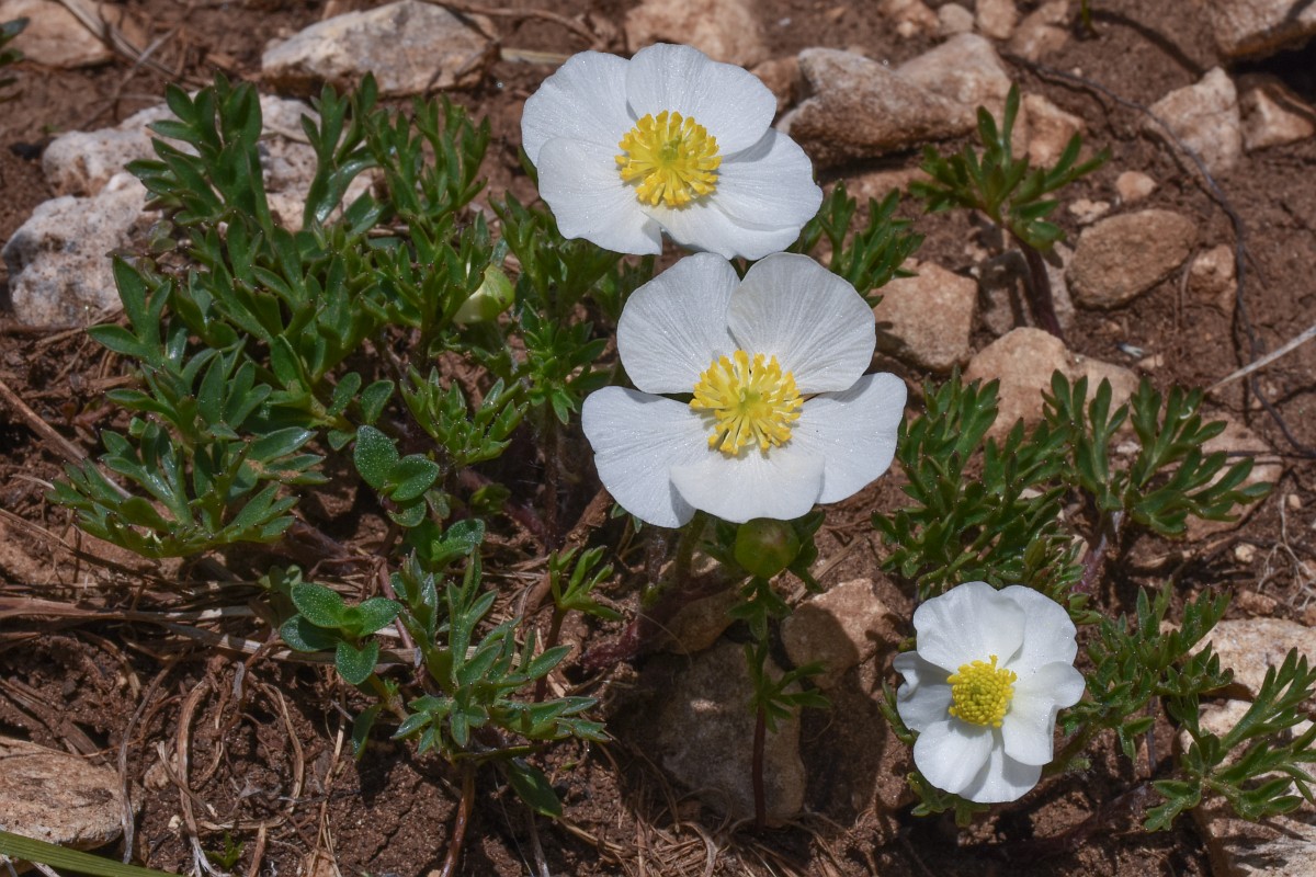 Ranunculus seguieri