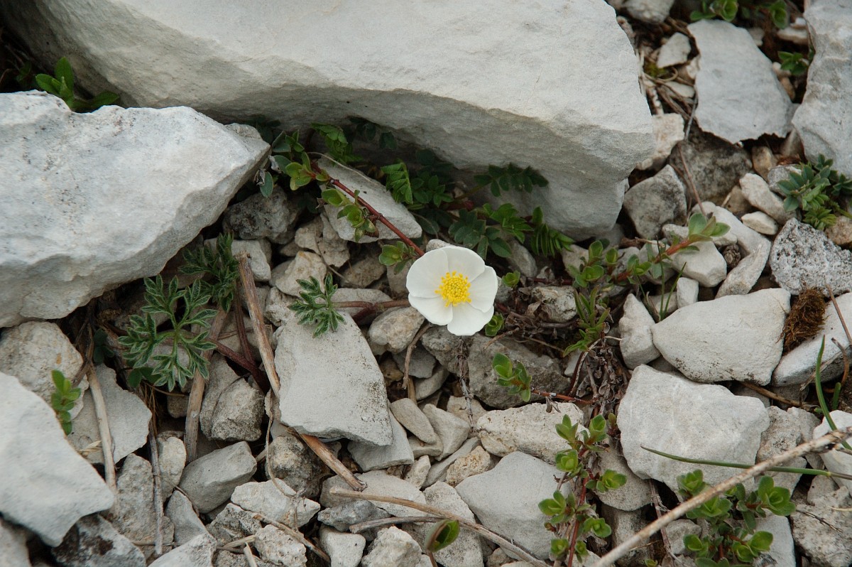 Ranunculus seguieri