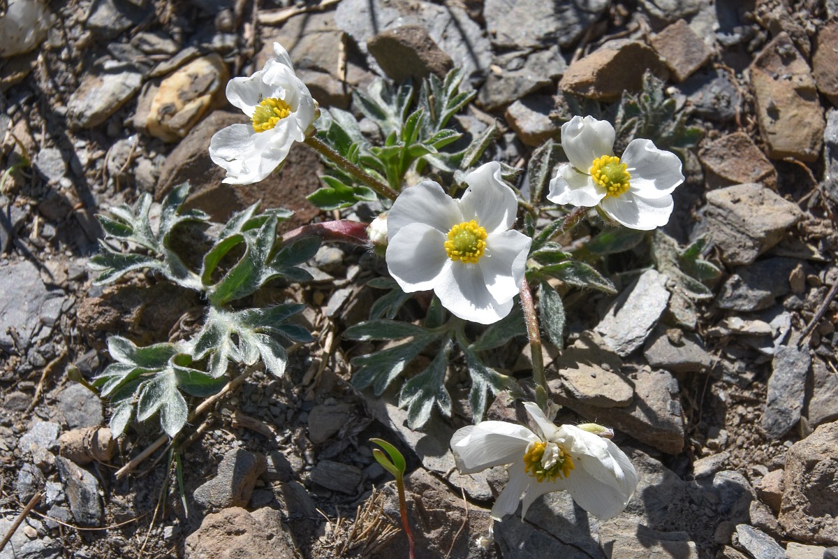 Ranunculus seguieri