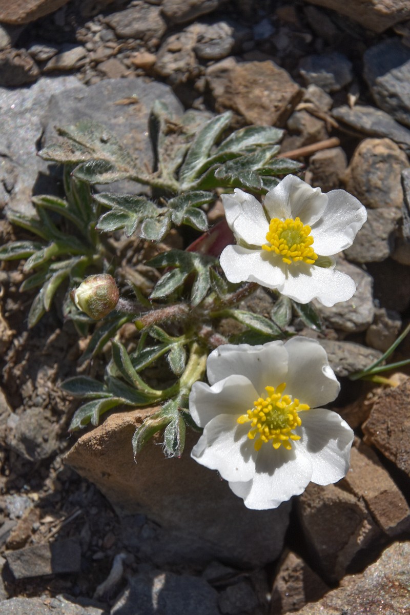 Ranunculus seguieri
