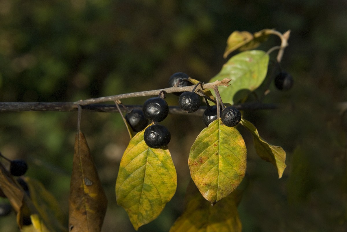 Rhamnus frangula, Alder Buckthorn