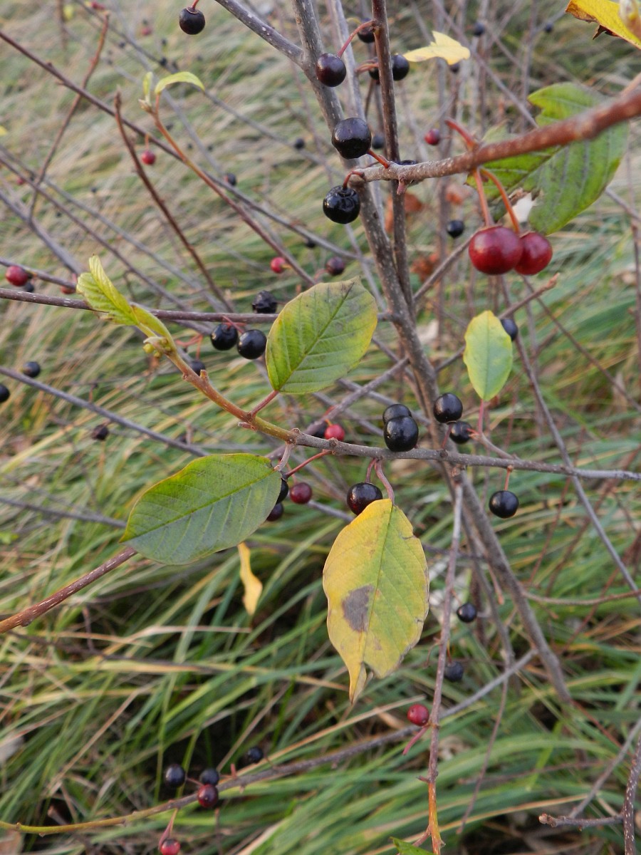 Rhamnus frangula, Alder Buckthorn