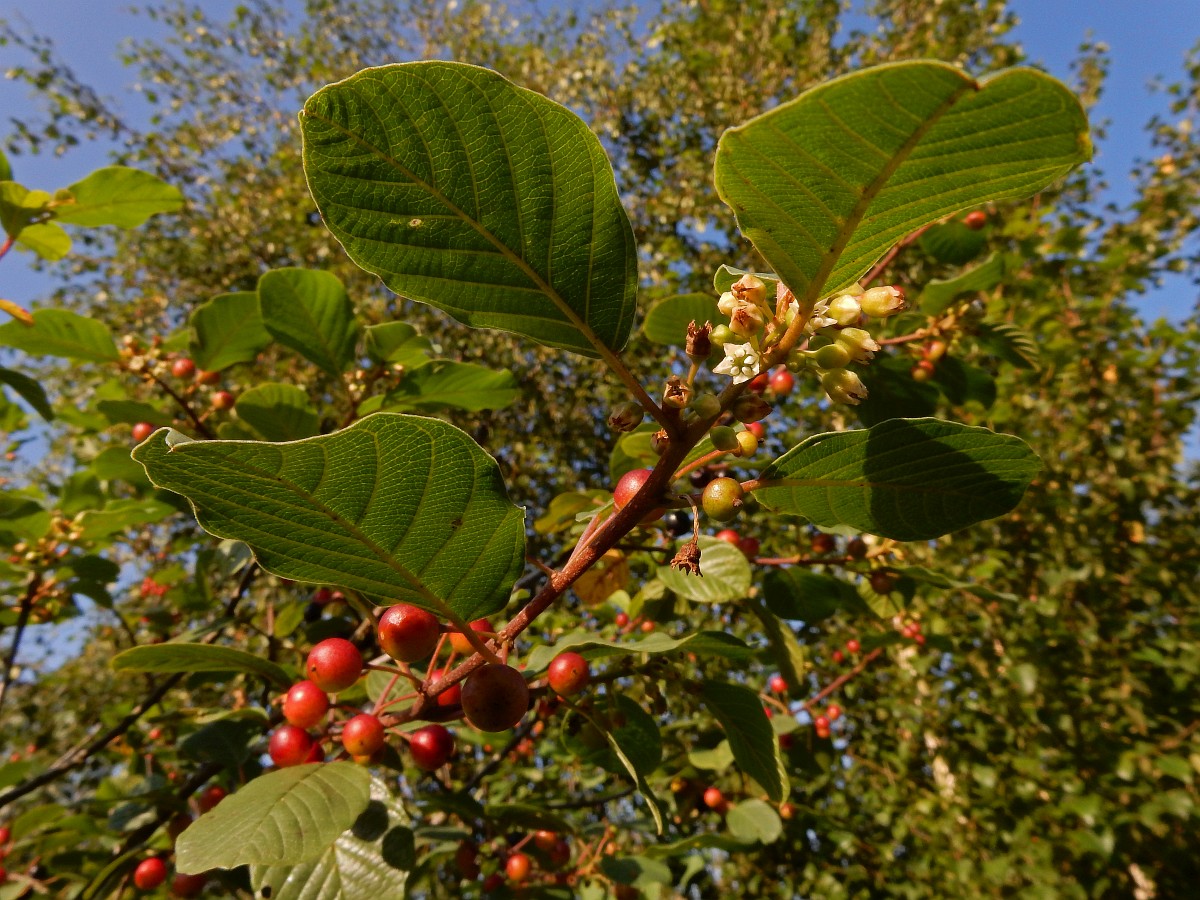 Rhamnus frangula, Alder Buckthorn