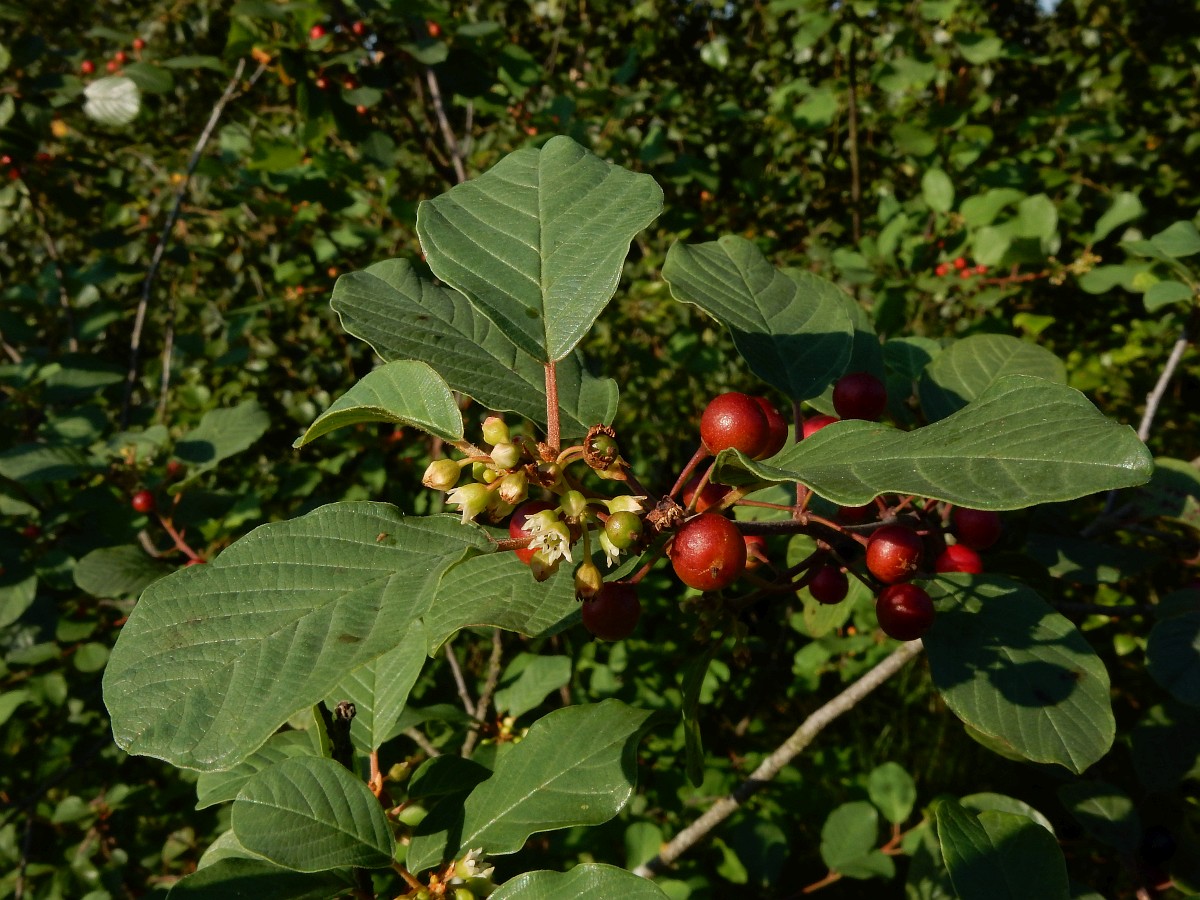 Rhamnus frangula, Alder Buckthorn