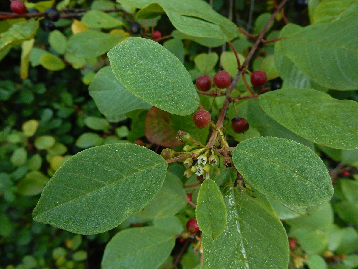 Rhamnus frangula, Alder Buckthorn