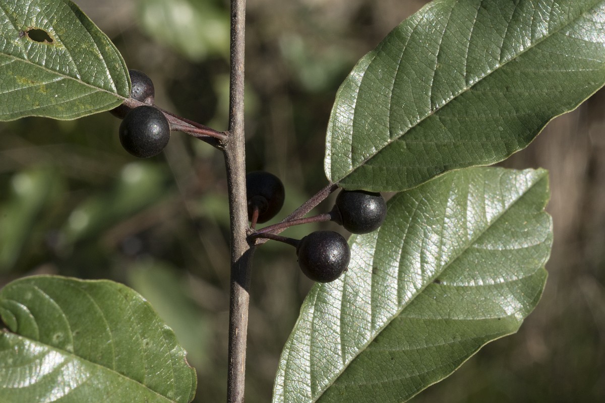 Rhamnus frangula, Alder Buckthorn