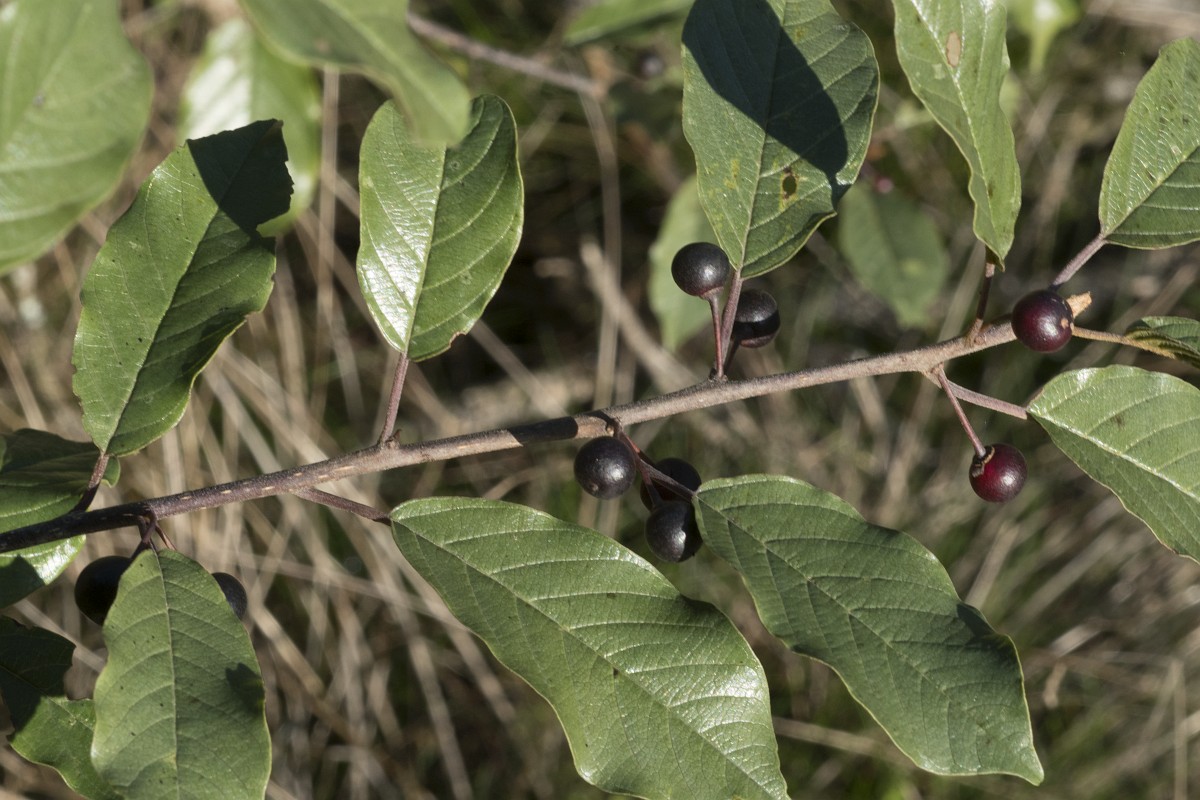 Rhamnus frangula, Alder Buckthorn
