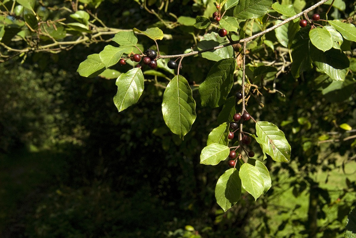 Rhamnus frangula, Alder Buckthorn