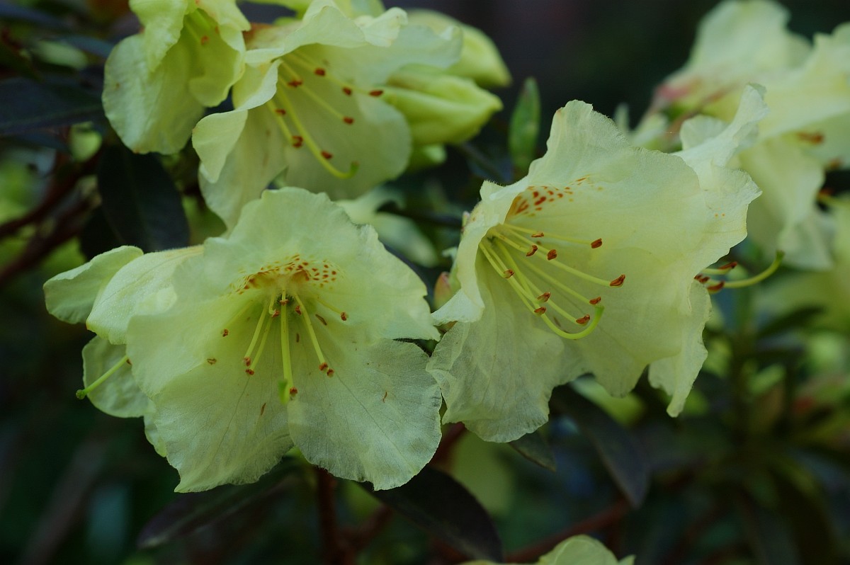 Rhododendron lutea, Common Yellow Azalea