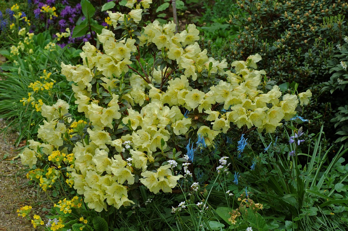 Rhododendron lutea, Common Yellow Azalea