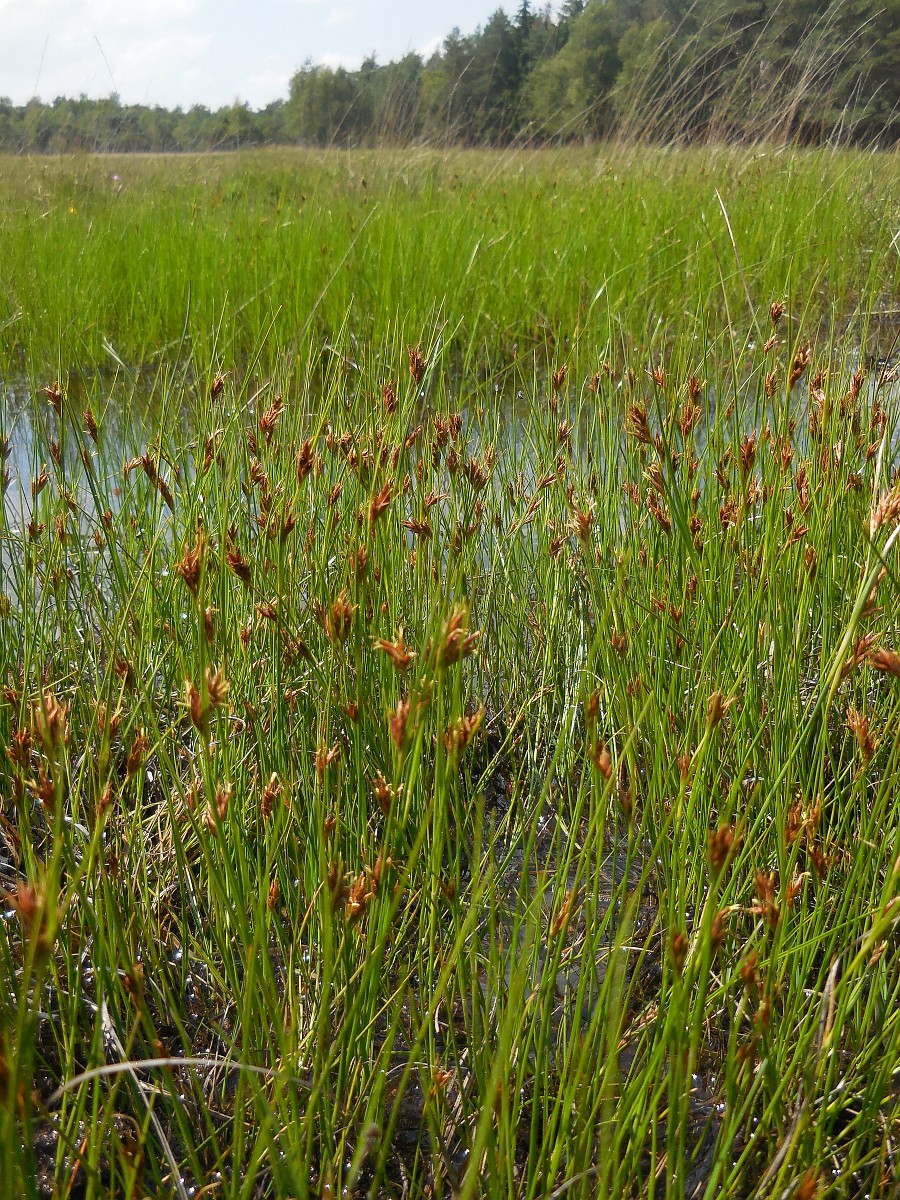 Rhynchospora fusca, Brown Beakrush