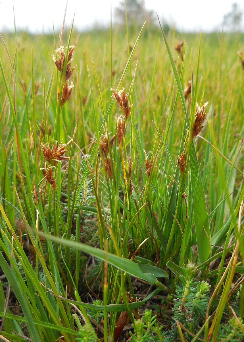 Rhynchospora fusca, Brown Beakrush