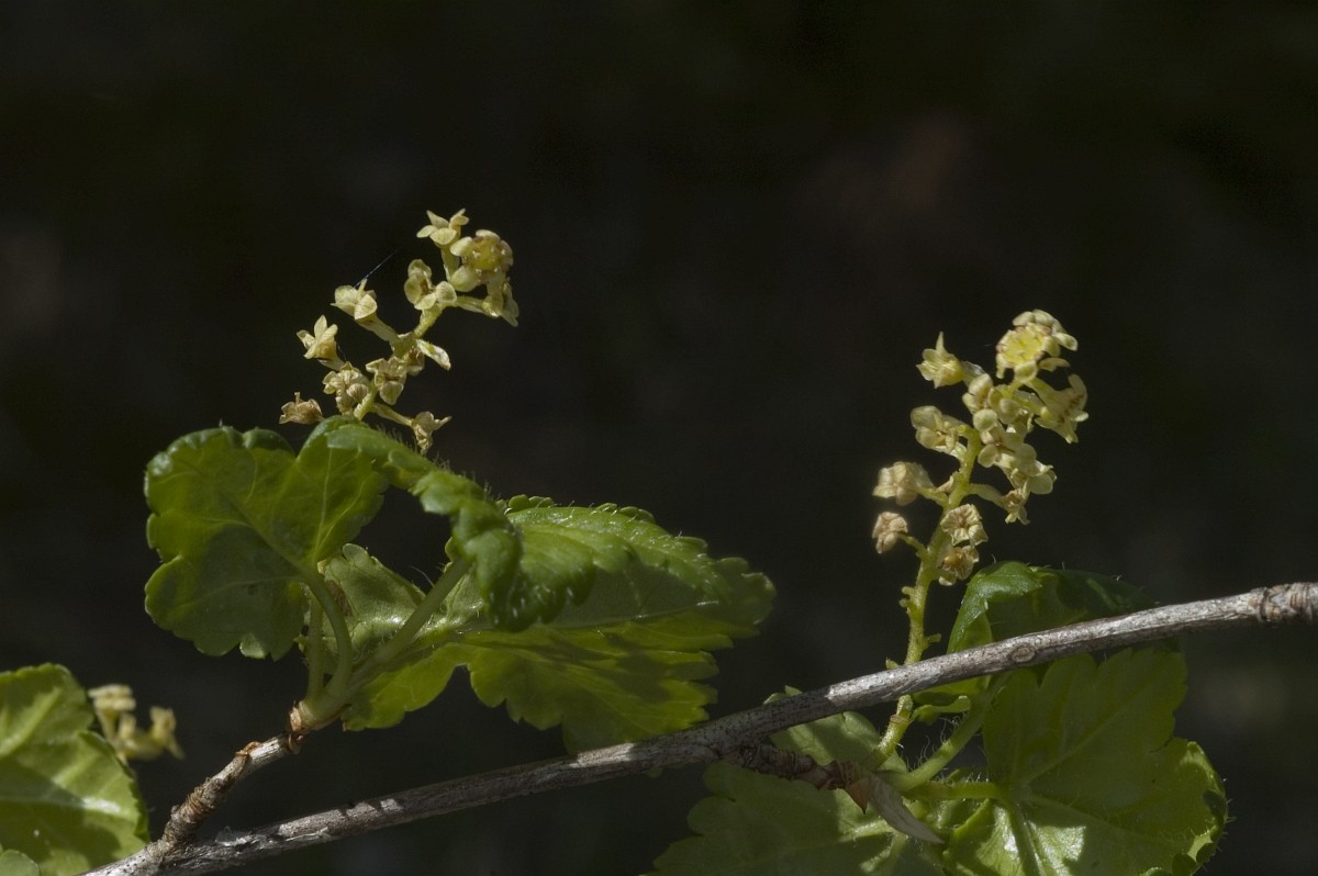 Ribes alpinum, Mountain Currant