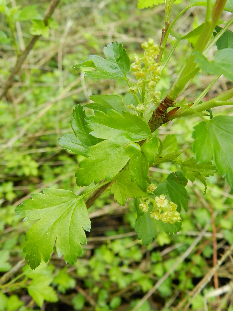 Ribes alpinum, Mountain Currant