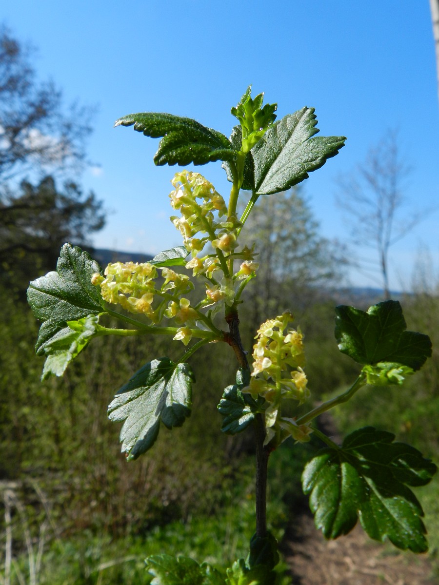 Ribes alpinum, Mountain Currant