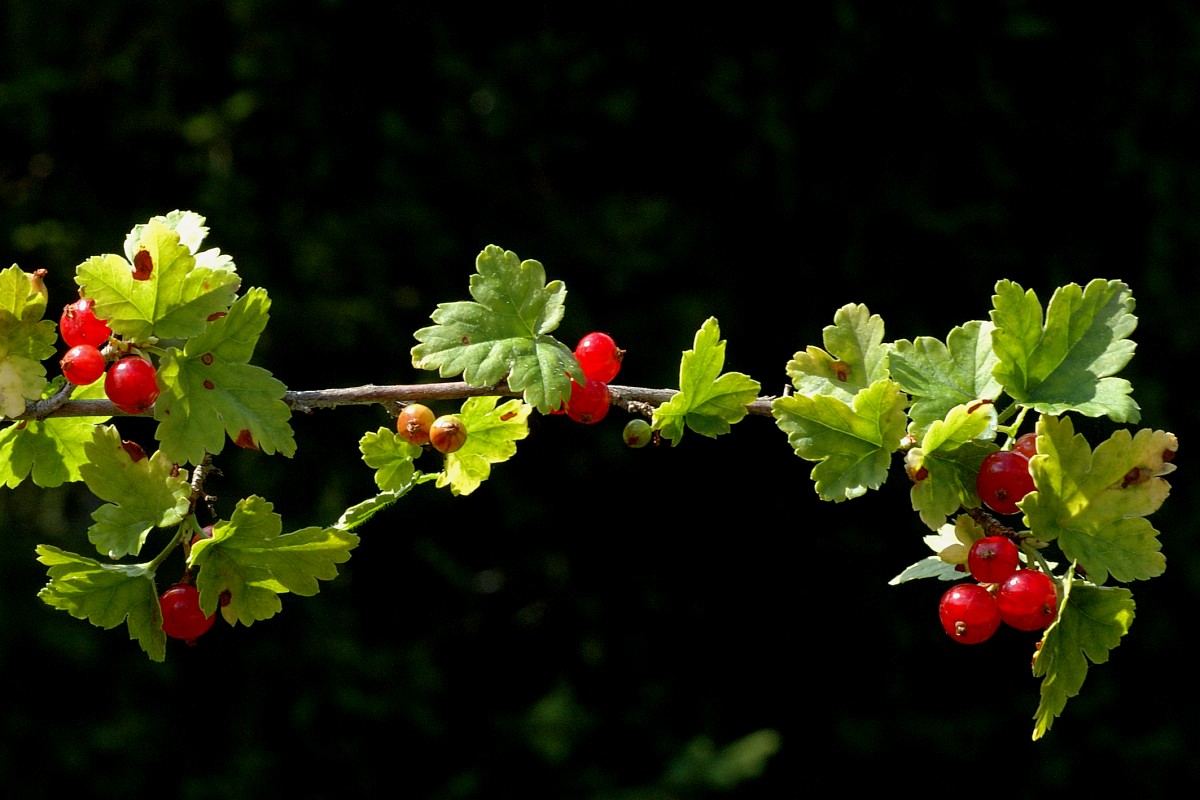 Ribes alpinum, Mountain Currant