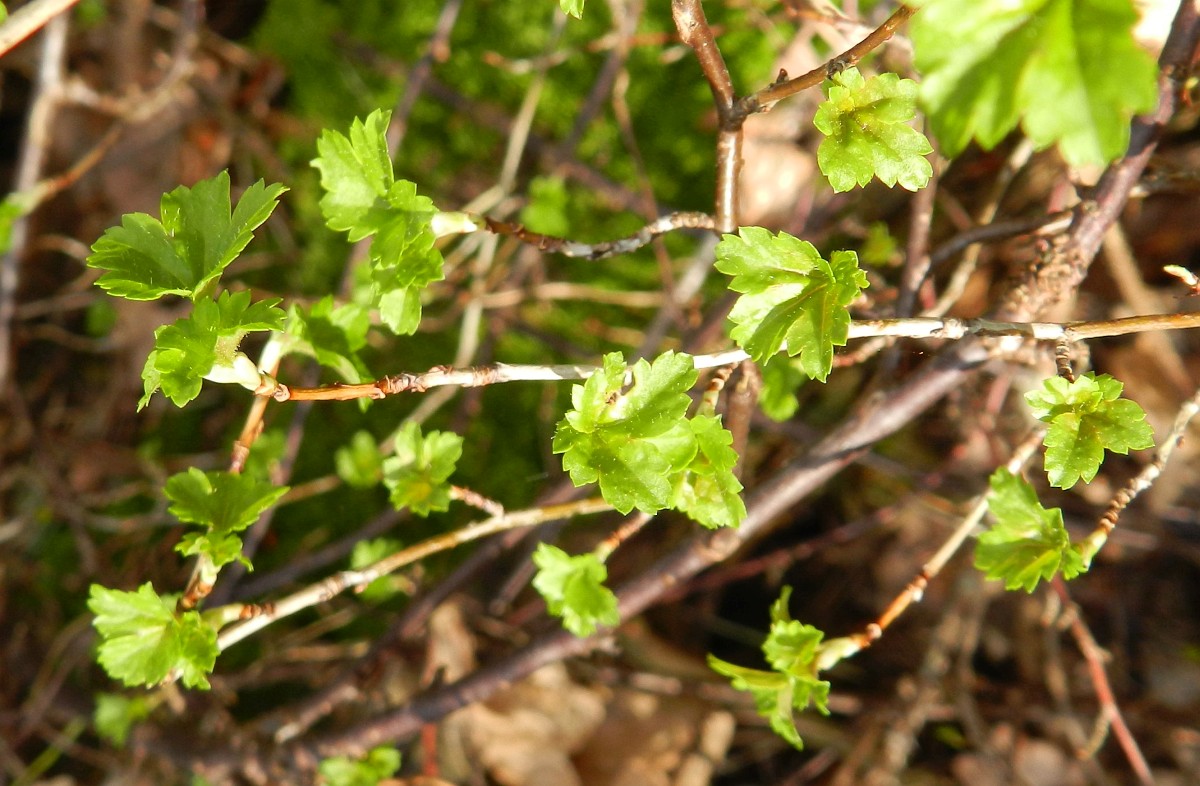 Ribes alpinum, Mountain Currant